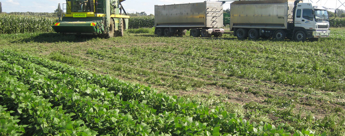 Lefroy Valley Quality Seeds New Zealand - Lefroy Valley is New Zealand ...