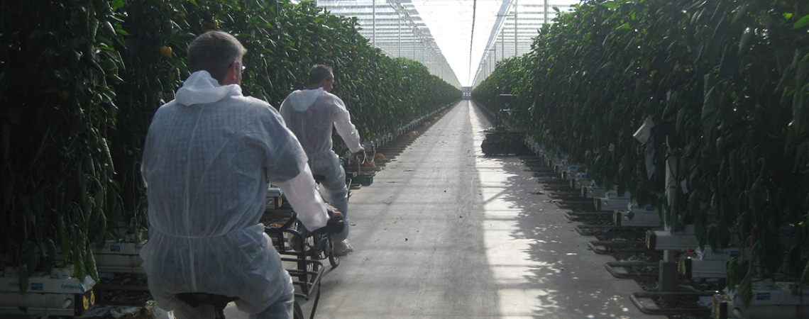 Lefroy Valley Quality Seeds New Zealand - Lefroy Valley is New Zealand ...