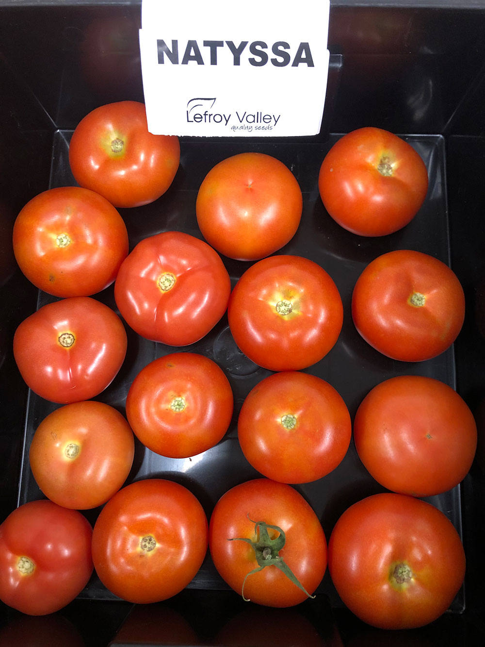 Lefroy Valley Tomato Showcase - Lefroy Valley Quality Seeds New Zealand