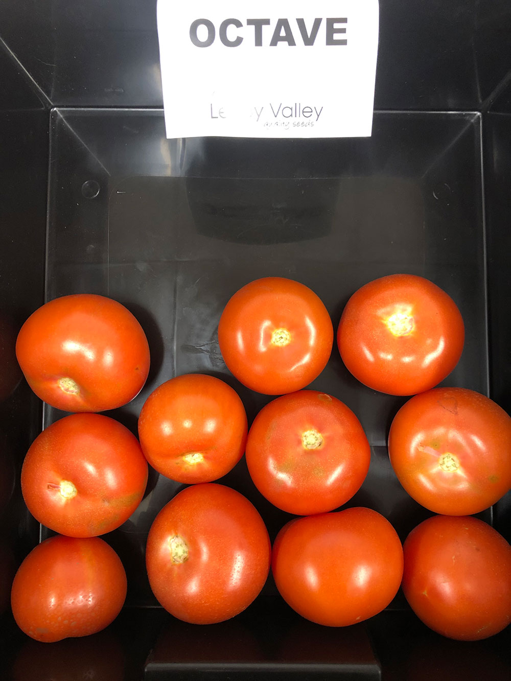 Lefroy Valley Tomato Showcase - Lefroy Valley Quality Seeds New Zealand